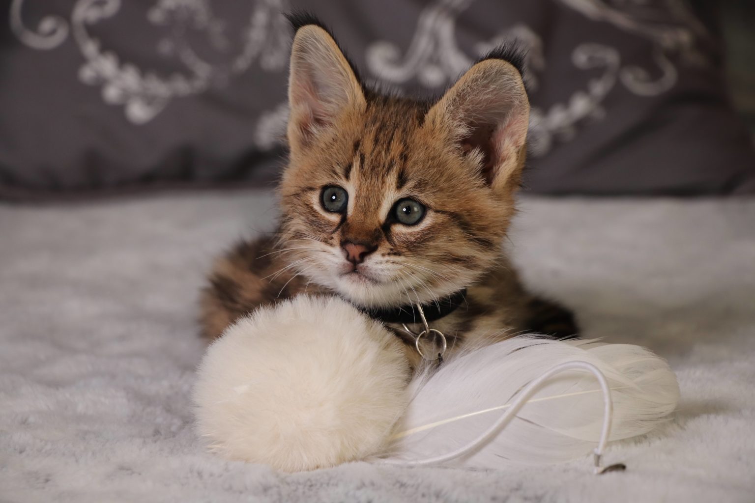 Photos chatons - Club du chat Savannah